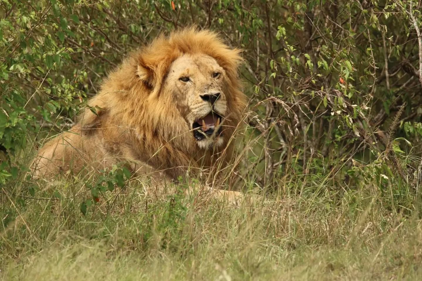 African Group Safaris | Brady's Wildlife Adventures